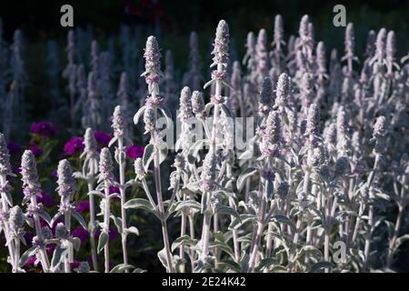 Flower Stachys byzantina grows in the garden Stock Photo - Alamy