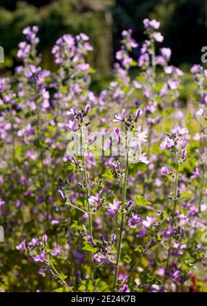 Alcea pallida pink flowers Stock Photo - Alamy