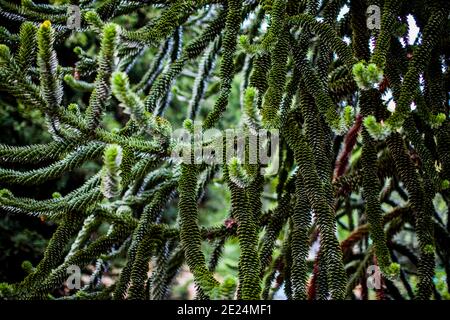 A close-up of a monkey puzzle tree, showing the unique texture of its ...