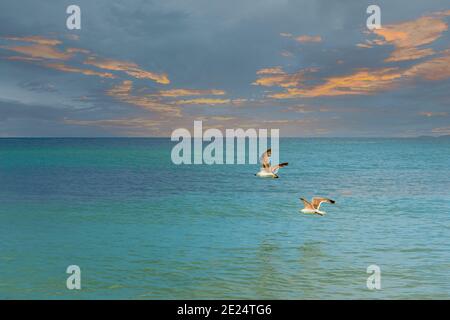 Two seagulls flying over the sea at golden hour Stock Photo - Alamy
