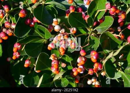 Japanese spindle, evergreen spindle, Japanischer Spindelsträucher ...