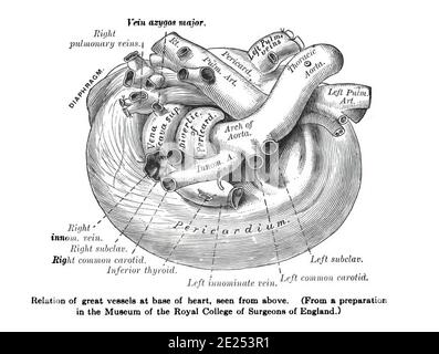 Structure of a human heart from an atlas of human anatomy isolated on a ...
