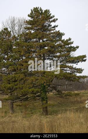 Austrian pine (Pinus nigra). Called Black pine also Stock Photo - Alamy