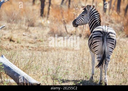 Zebra in a meadow covered in trees and dried grass under the sunlight ...