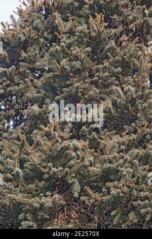 Meyer's spruce (Picea meyeri Stock Photo - Alamy
