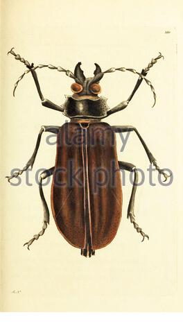 Titan beetle (Titanus giganteus). This longhorn beetle (family ...