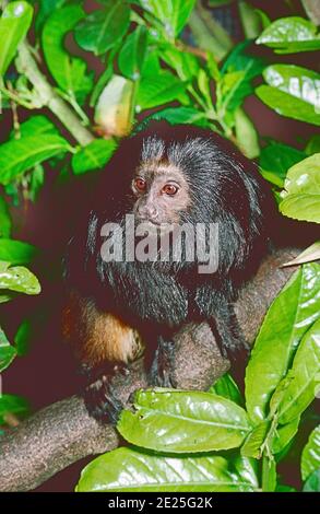 Golden-rumped Lion Tamarin (Leontopithecus chrysopygus) portrait ...