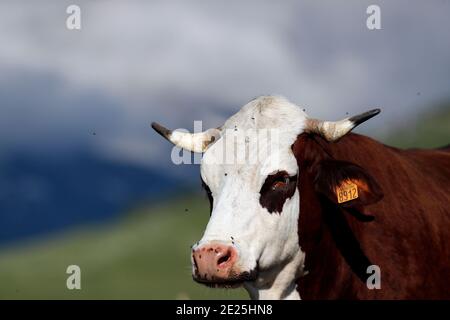 Vache laitière. Abondance. Saint-Gervais-les-Bains. Station de sports d ...