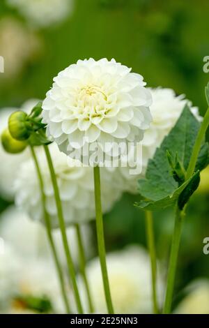 Ivory white Dahlia Stock Photo - Alamy