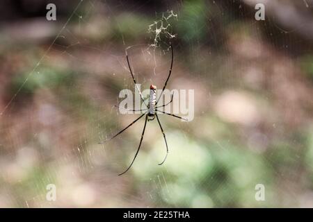 Large Spider with long legs, probably Heteropoda venatoria. Sri Lanka ...