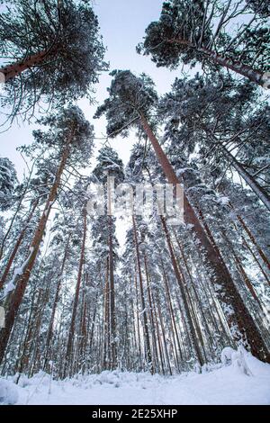 A low angle shot of beautiful snowy rocky mountains under a blue sky in ...
