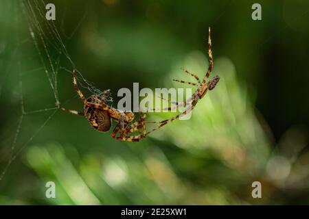 Spiders in mating dance Stock Photo - Alamy