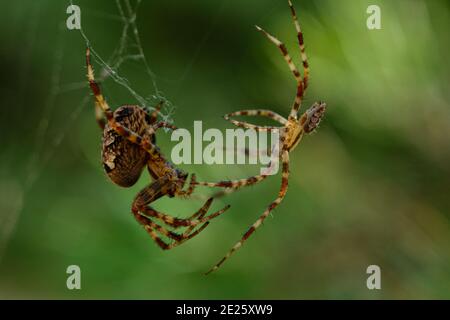 Spiders in mating dance Stock Photo - Alamy
