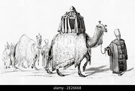 Sacred camel and camel of respect. History of Saudi Arabia. Old ...
