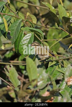 Green Hylia (Hylia prasina) perched on a branch in a rainforest in ...