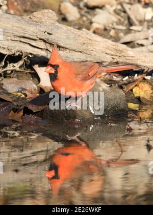Closeup shot of a Northern cardinal Stock Photo - Alamy
