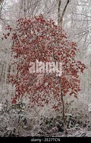 Frosted Beech trees winter woodland Cotswolds Gloucestershire Stock ...