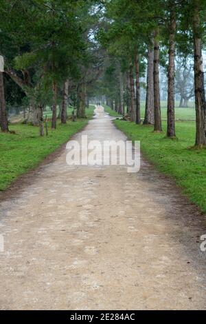 Long light coloured pathway through English countryside. Symmetrical ...