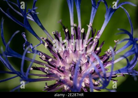 Closeup shot of a purple Mountain bluet flower with green leaves Stock ...