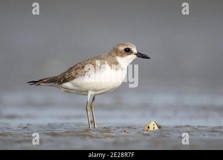 Winter plumaged adult Greater Sand Plover (Charadrius leschenaultii ...