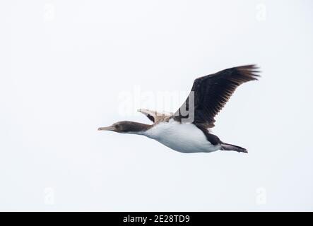 Bounty Shag, Bounty Island shag (Phalacrocorax ranfurlyi, Leucocarbo ...