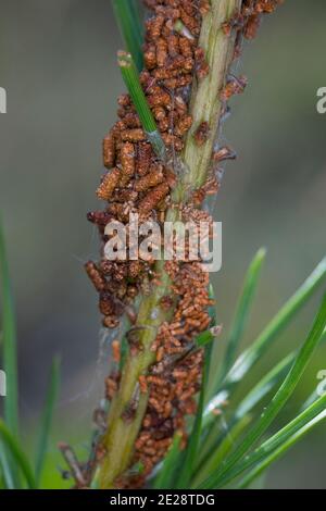 European pine sawfly larva on a pine needle - France Stock Photo - Alamy