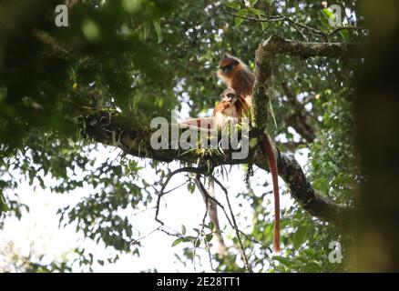 Black-crested Sumatran Langur (Presbytis melalophos) adult female with ...