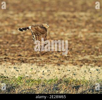 Second calender year female Hen Harrier (Circus cyaneus). Hunting over ...
