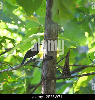 Obi Paradise Crow (Lycocorax obiensis) on Obi island, Indonesia ...