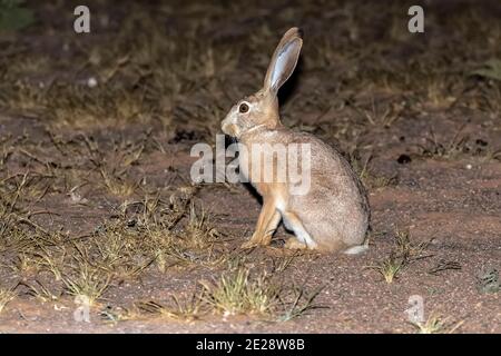 African savanna hare (Lepus microtis), Tanzania, East Africa Stock ...