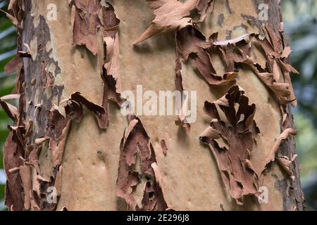 Sydney Red Gum Tree shedding bark Stock Photo - Alamy