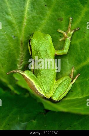 a pacific tree frog, British Columbia, Canada Stock Photo - Alamy