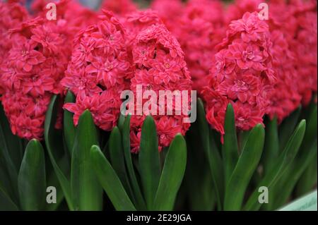 Hyacinth 'Hollyhock' in bloom in a garden Stock Photo - Alamy