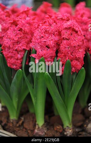 Double red hyacinth (Hyacinthus orientalis) Hollyhock blooms on an ...