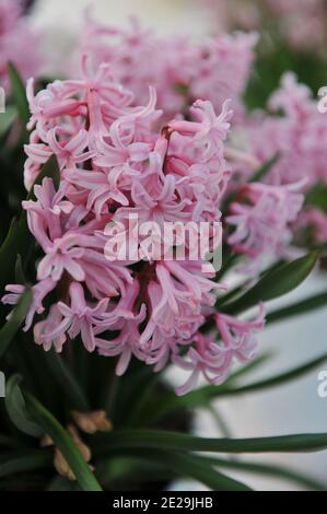 Pink hyacinth (Hyacinthus orientalis) Multiflora blooms in a garden in ...