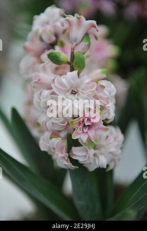 Hyacinth - Double - April Stock Photo - Alamy