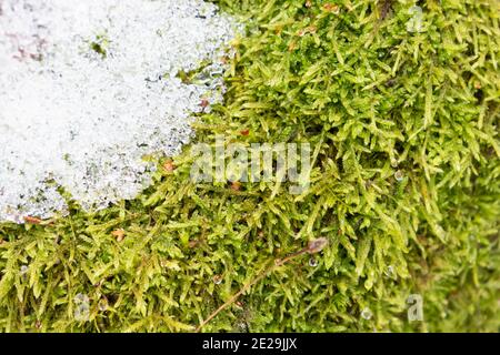 Green texture of cold and wet moss growing on a stone wall in Moncayo ...