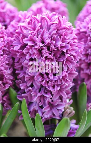 Hyacinthus orientalis 'Miss Saigon' Stock Photo - Alamy