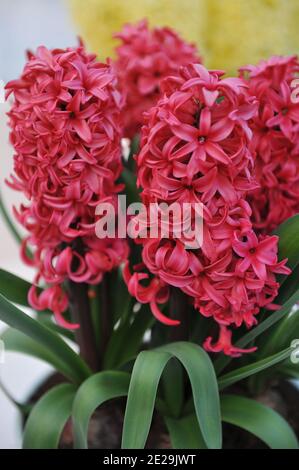 Reddish pink hyacinth (Hyacinthus orientalis) Red Glory blooms in a ...