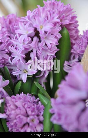 Lilac-violet hyacinth (Hyacinthus orientalis) Silverstone blooms in a ...