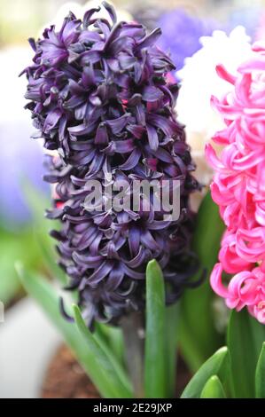 Dark purple, almost black hyacinth (Hyacinthus orientalis) Springfield ...