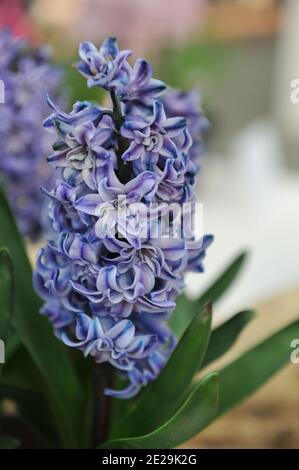 Double blue hyacinth (Hyacinthus orientalis) Manhattan blooms in a pot ...