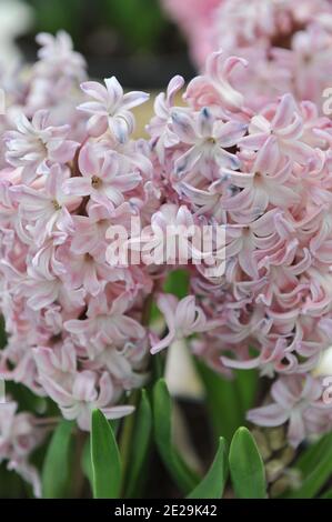 Pink hyacinth (Hyacinthus orientalis) Sweety blooms in a garden in ...