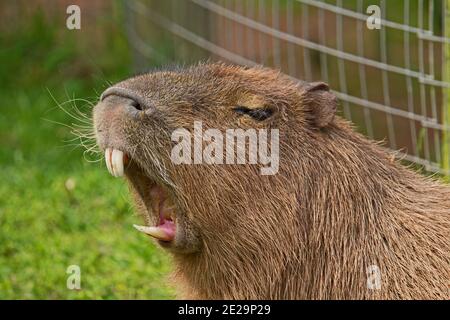 Capybara (Hydrochoerus hydrochaeris) head and shoulders of a Capybara ...
