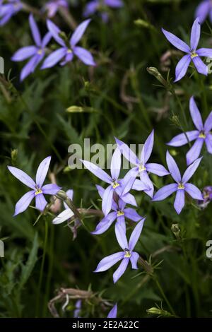 Isotoma axillaris ‘Gemini Blue’ blue star creeper Gemini Blue - mauve ...