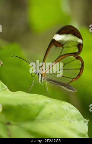 Greta Oto butterfly taking pollen. No people Stock Photo - Alamy