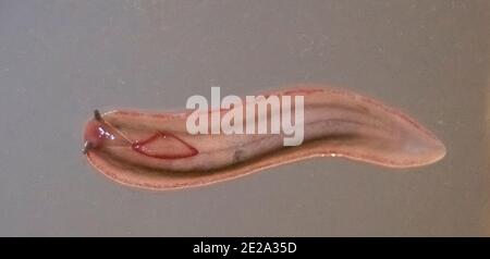 Red Triangle Slug (Triboniophorus graeffei Stock Photo - Alamy