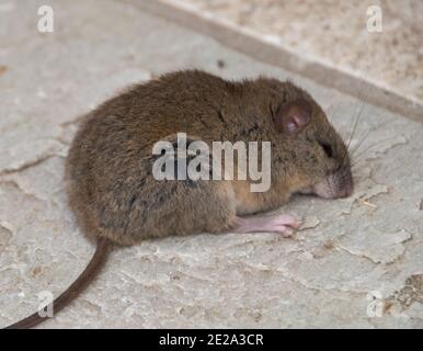 Grassland melomys (melomys burtoni) a furry rodent on a doorstep in ...