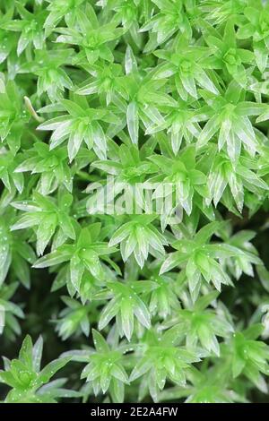 Swan's-neck thyme-moss / Horn calcareous moss (Mnium hornum) close up ...