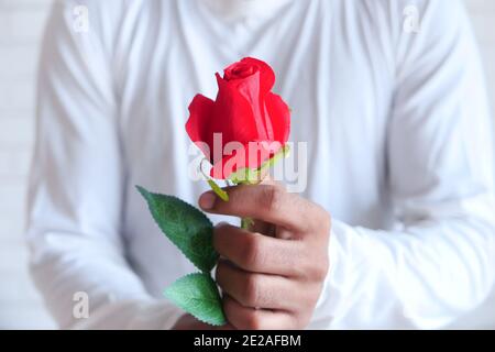 unrecognized man hand holding rose flower on white background Stock ...